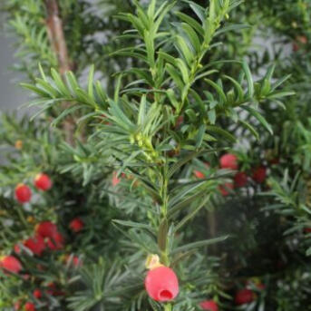Køb af taks (Taxus) - Køb af takshæk - HækplanteShop