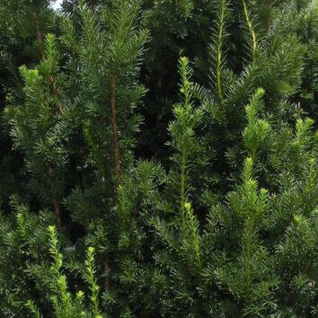 Køb af taks (Taxus) - Køb af takshæk - HækplanteShop