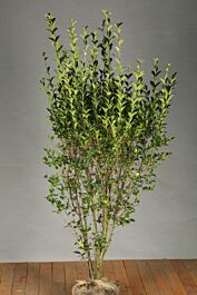 Ovalblättriger Liguster Wurzelballen 150-175 cm - HeckenpflanzenTotal