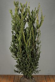 Taks 'Hillii' klump 150-175 cm - HækplanteShop