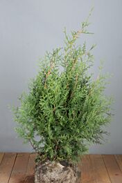 Thuja 'Brabant' klump 80-100 cm - HækplanteShop