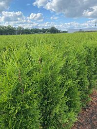 Thuja 'Brabant' klump 150-175 cm - HækplanteShop