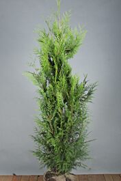 Thuja 'Excelsa' klump 150-175 cm - HækplanteShop
